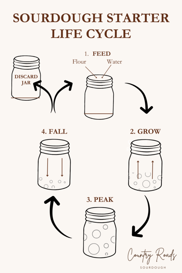 Sourdough Discard: Everything you Need to Know